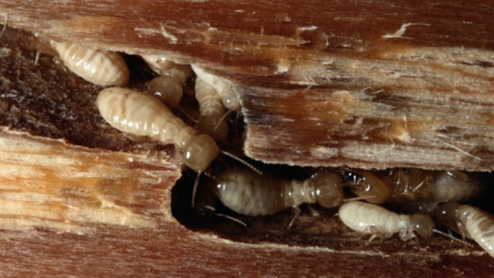 Termites Swarm Into County – NBC 7 San Diego