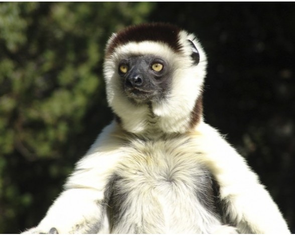 SD Zoo Welcomes Ring-Tailed Lemurs to Africa Rocks Exhibit – NBC 7 San ...