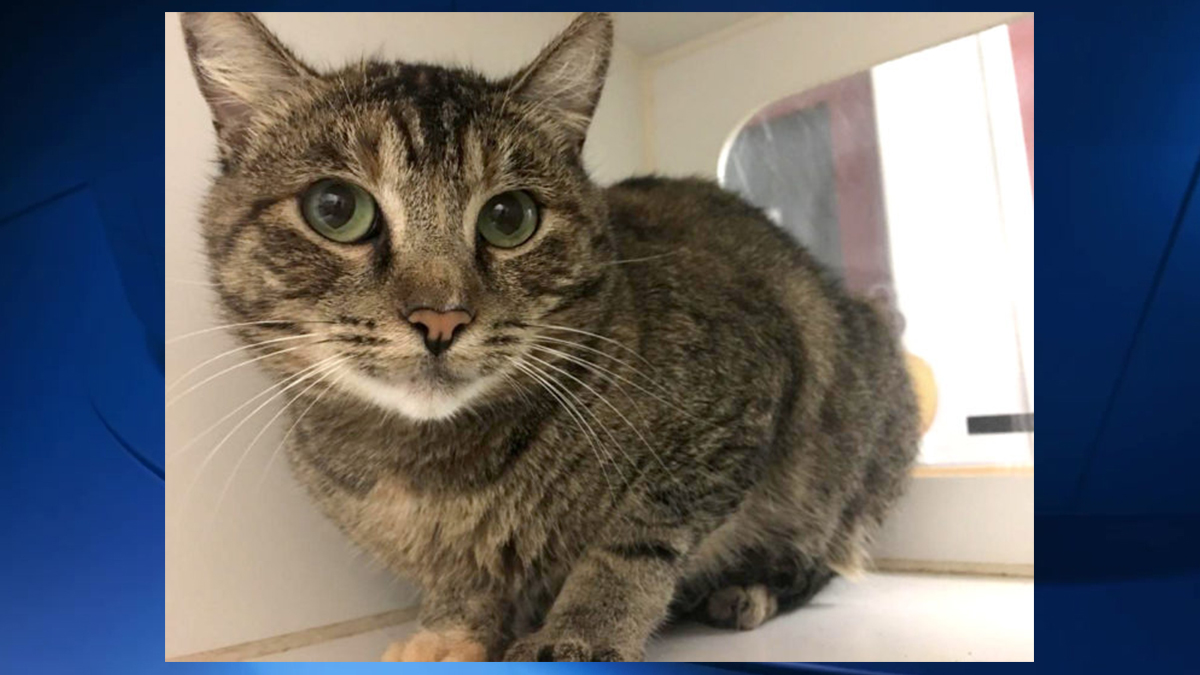 Rare “Torbie” Cat Adopted from County Shelter – NBC 7 San Diego