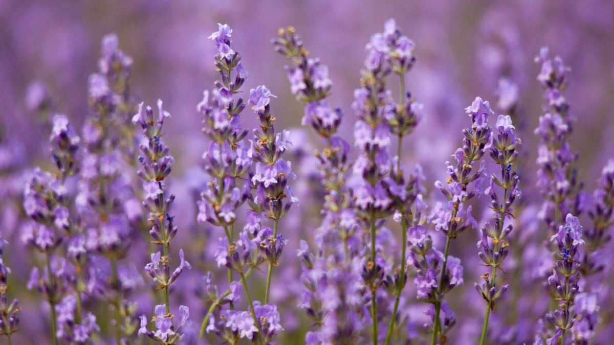 Lavender burgers to lavender treats: 123 Farm’s fragrant season is ...
