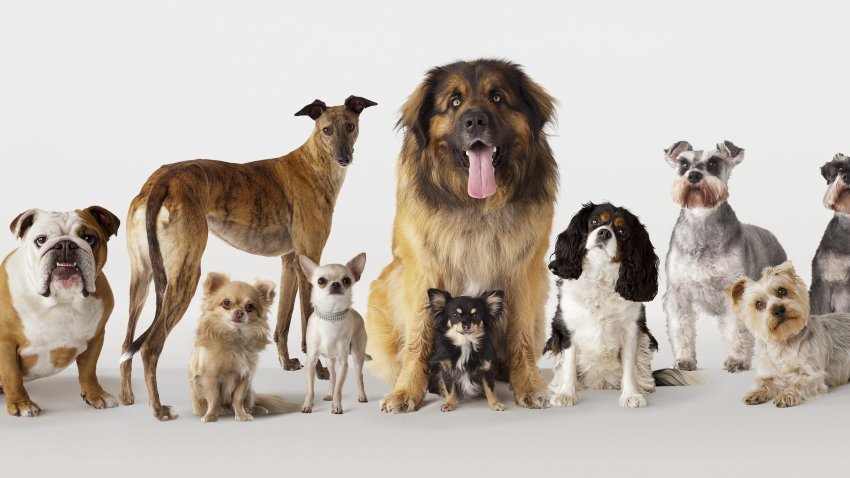 A ‘Tail’ of Puppy Love: Local Woman’s Story on Adopting 3 Dogs From ...