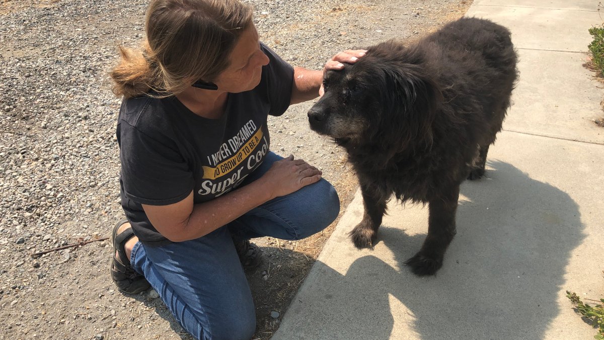 It’s San Diego’s ‘Pet Detective’ to the Rescue in Valley Fire – NBC 7 ...
