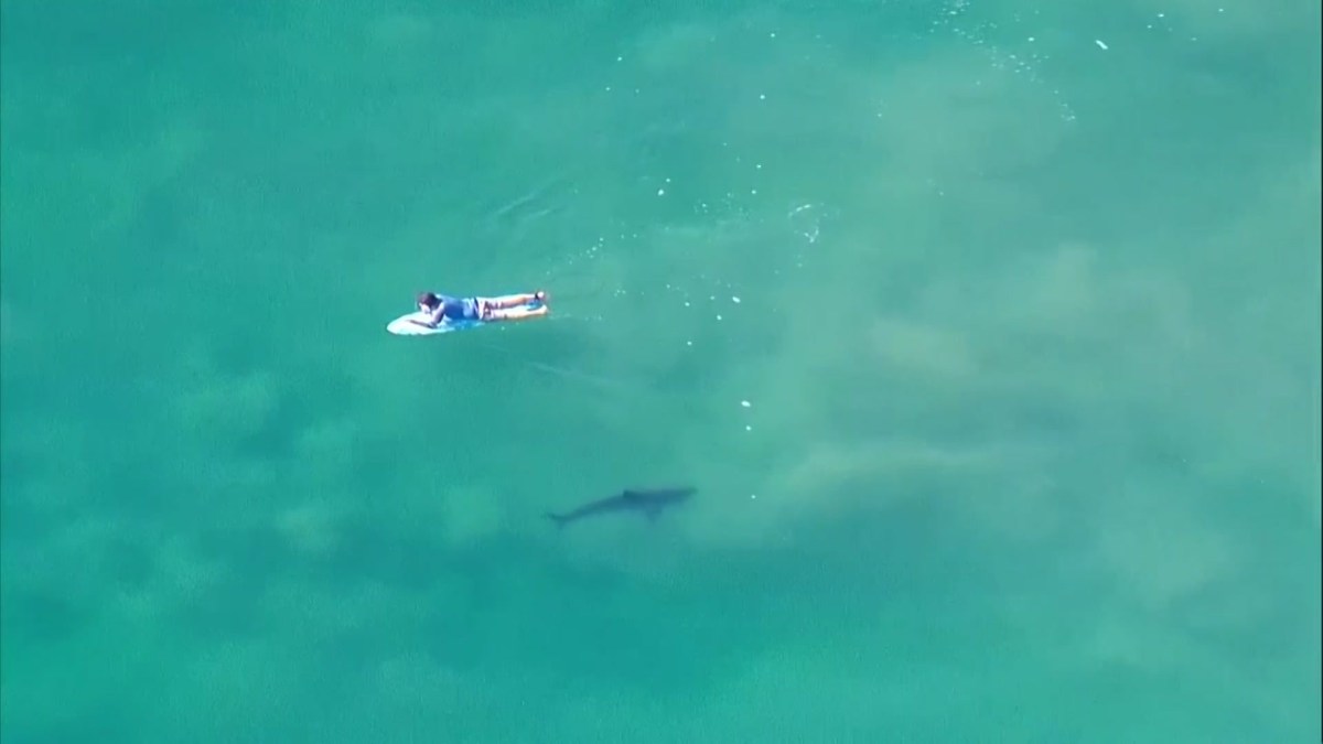 Sharks Spotted off San Diego Coast – NBC 7 San Diego