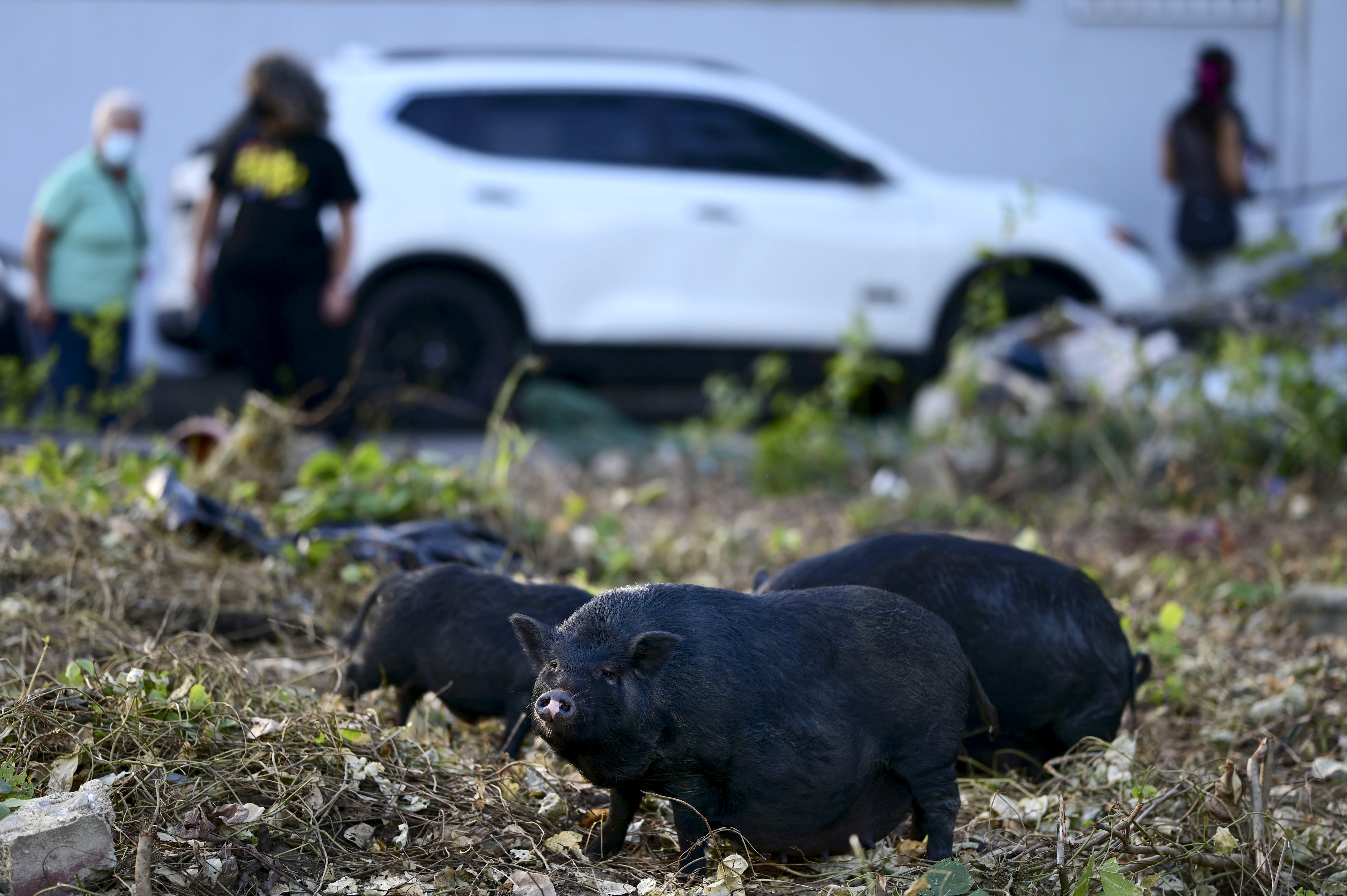 Hogs Gone Wild: Feral Pigs Invading Communities in Puerto Rico ...