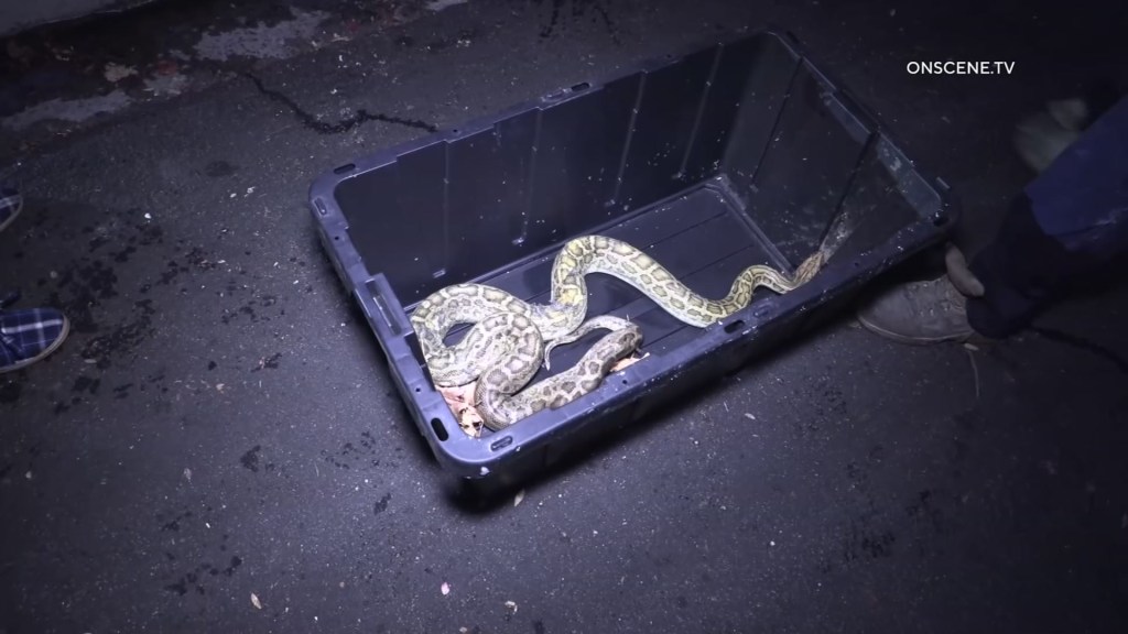 Dozens of Snakes Die in Blaze at El Cajon Home, 10-Foot Burmese Python ...