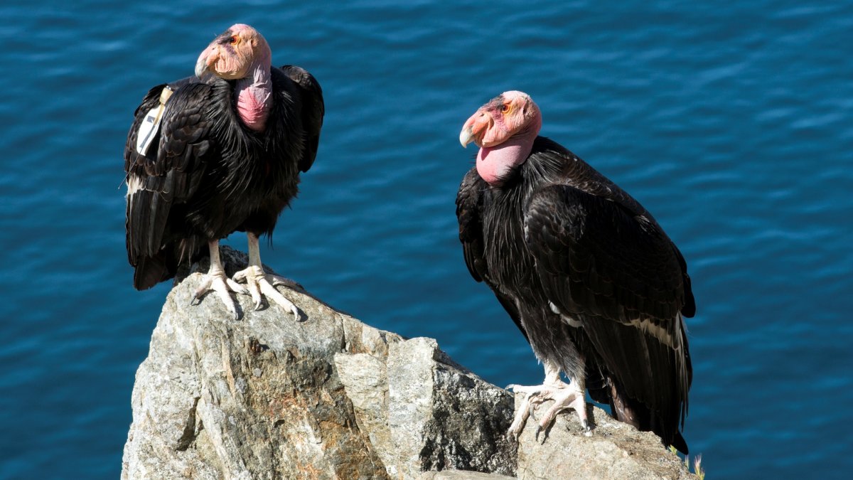 Condor Courtship Is Taking Flight Around Big Sur – NBC 7 San Diego