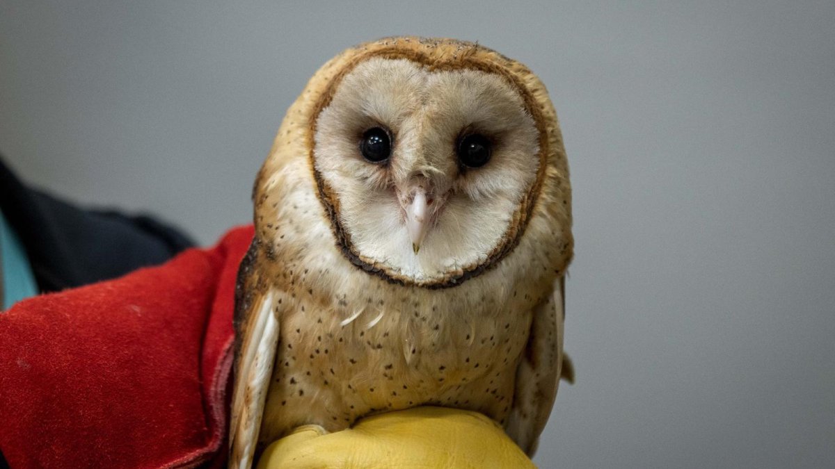 Injured Barn Owl Found in Coronado Rescued and Released Back Into Wild ...