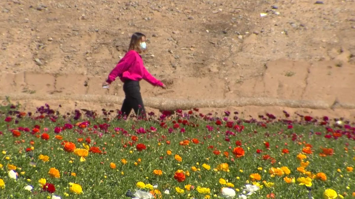 Carlsbad Flower Fields Reopen to Season’s First Frolickers – NBC 7 San ...