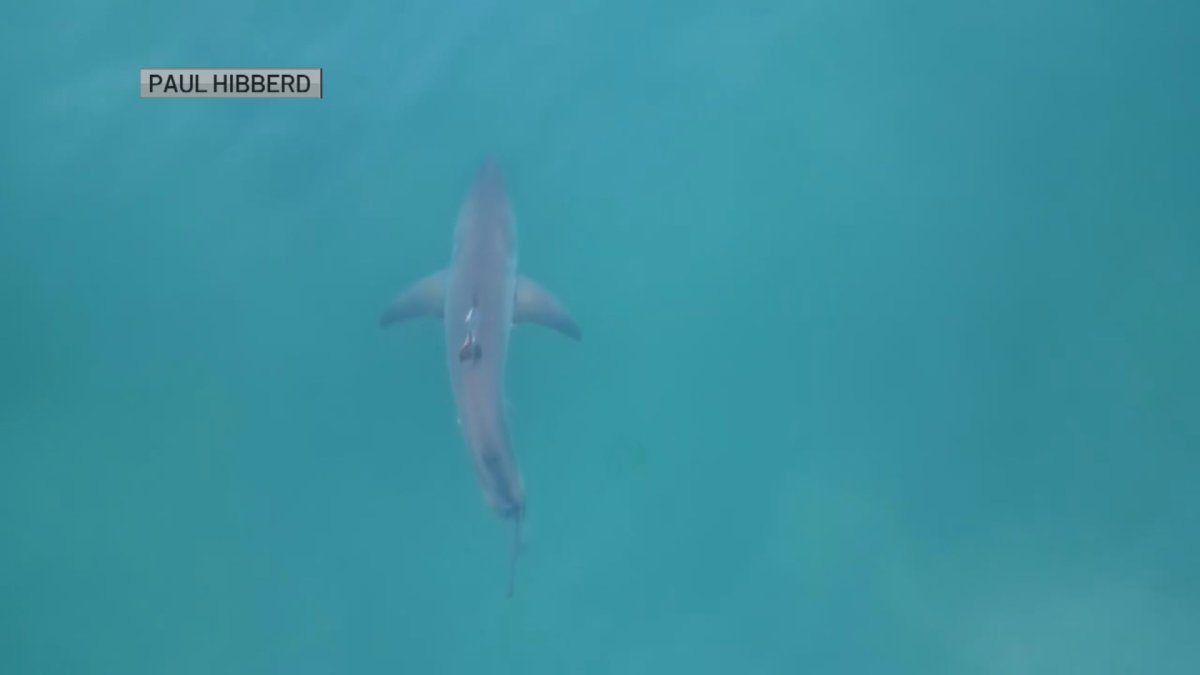 Sharks Del Mar – NBC 7 San Diego