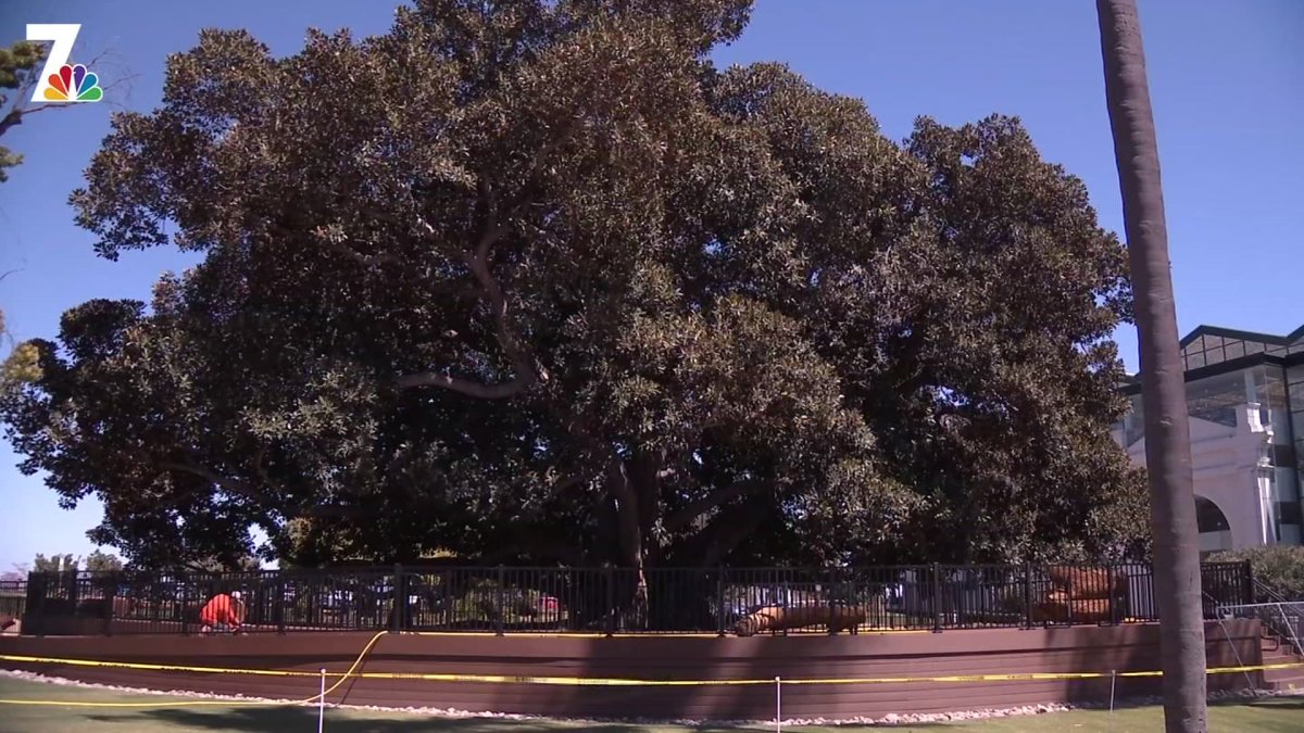 Deck Allows San Diego to Get Close to Massive Balboa Park Tree for 1st ...