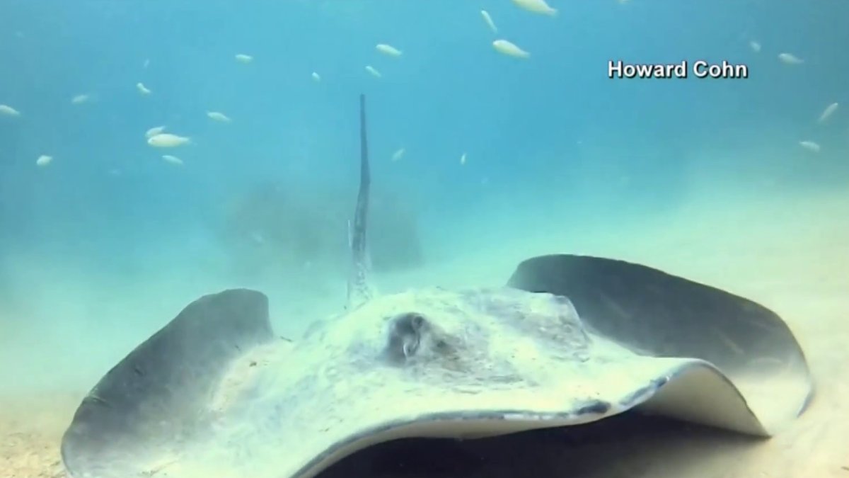 Why You Should Remember to Do the ‘Stingray Shuffle’ – NBC 7 San Diego