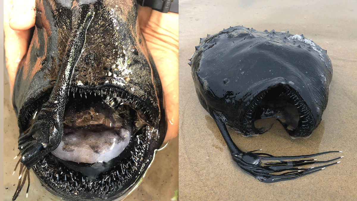 SoCal Beachgoer Discovers Deep-Sea Fish Rarely Seen Ashore – NBC 7 San ...