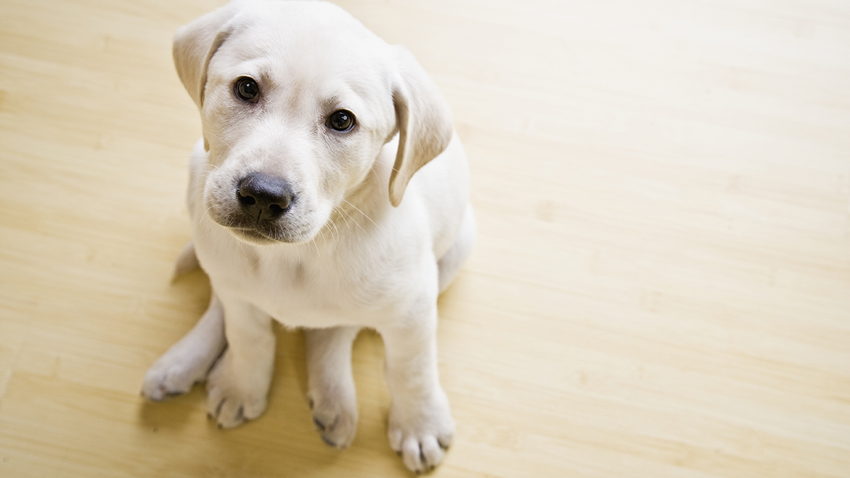 Dogs Born With Innate Ability to Understand Human Cues, Study Shows ...