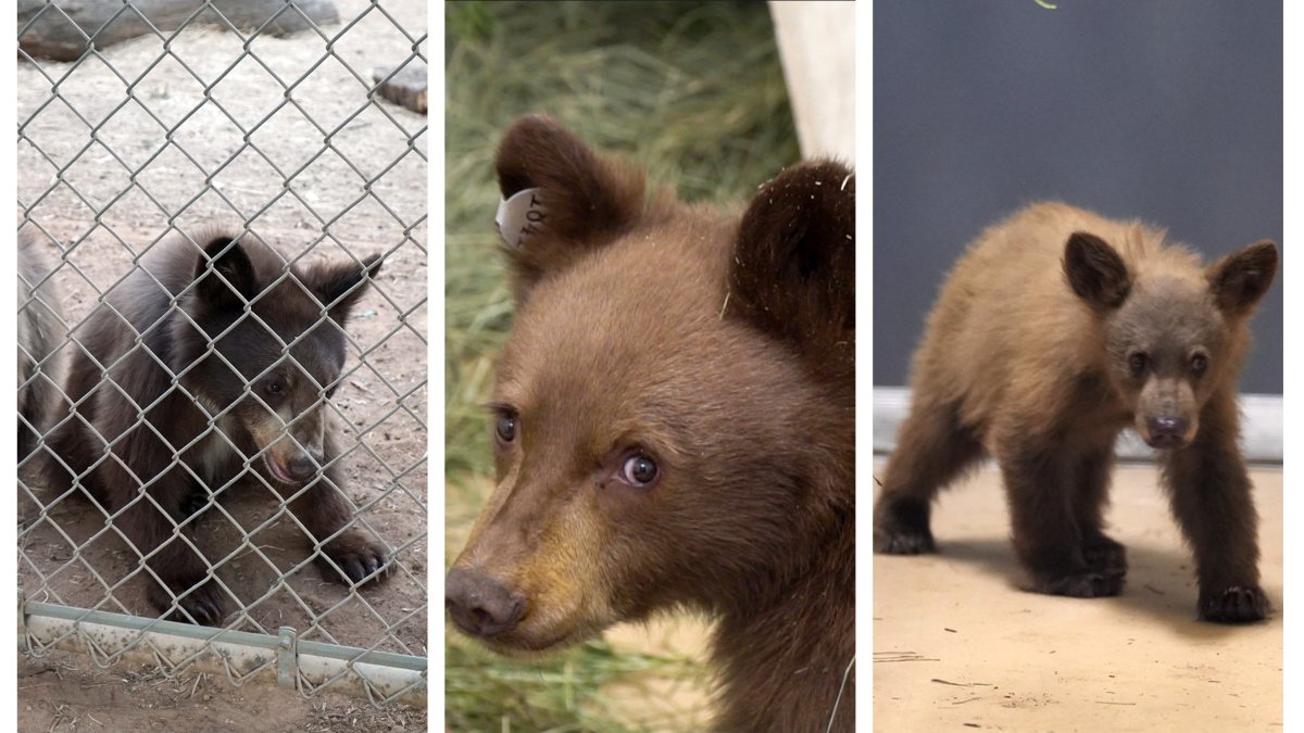 Cub Burned by Dixie Fire and Triplet Orphaned Cubs Receive Care at ...