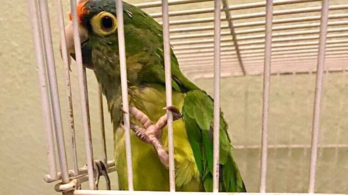 San Diego Humane Society Officers Rescue Parakeet Left Behind in Caldor ...