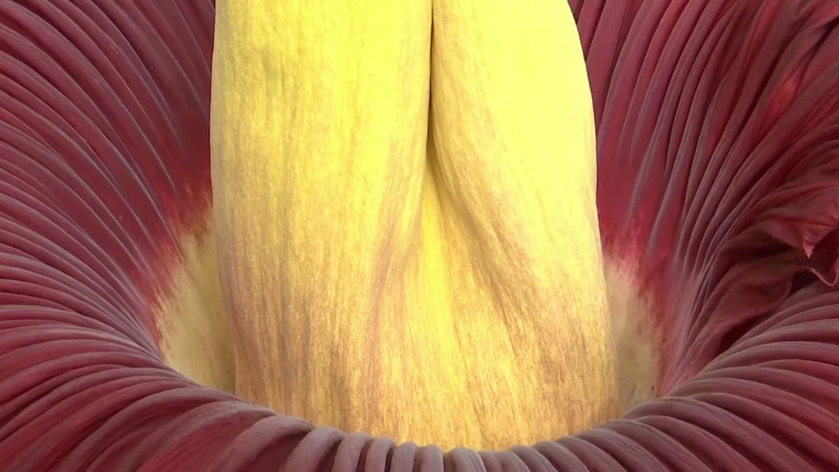 Rare, Weird and Smelly: ‘Corpse Flower’ Blooms at San Diego Botanic ...