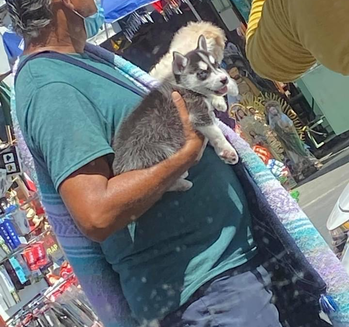 Nonprofit Warns Puppy Smuggling Increase as U.S.-Mexico Border Reopens ...