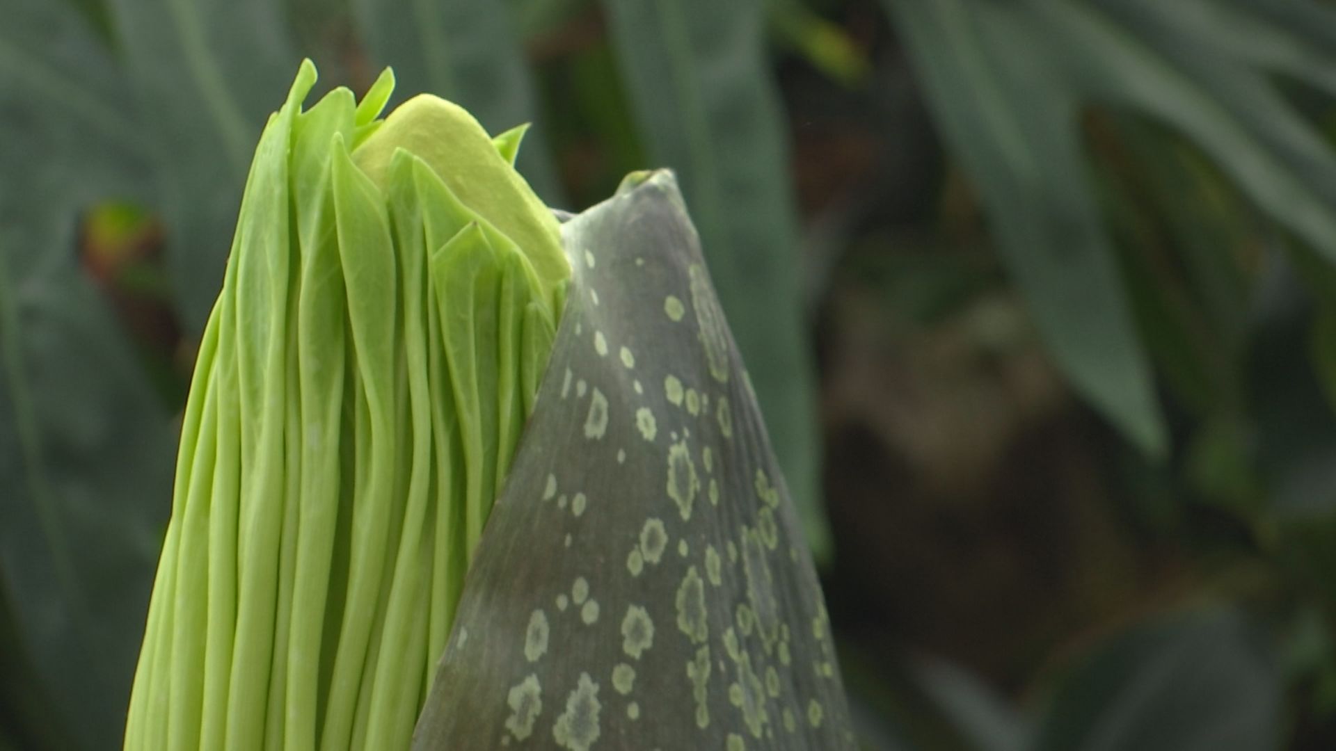 Photos: Corpse Flower Blooms at San Diego Botanical Garden in ncinitas ...