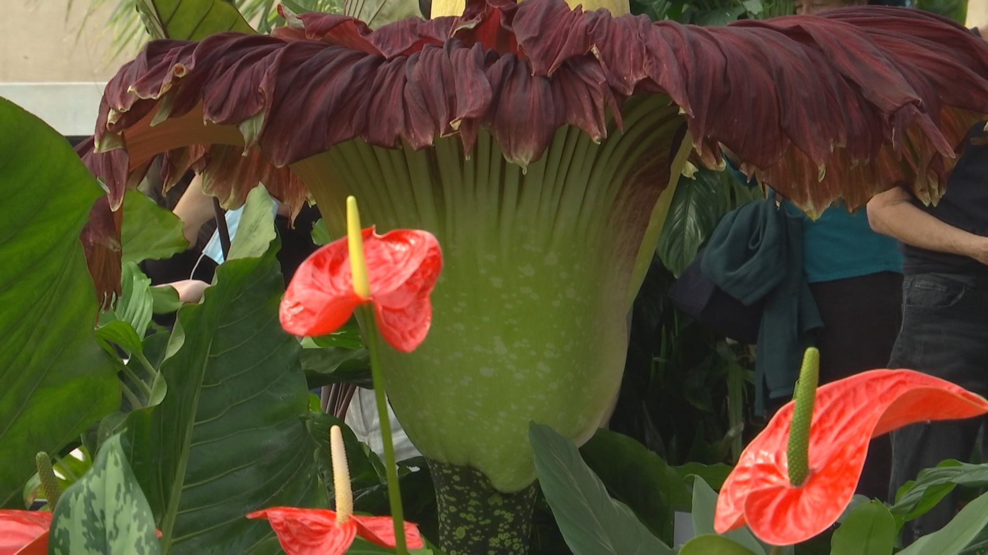 Photos: Corpse Flower Blooms at San Diego Botanical Garden in ncinitas ...
