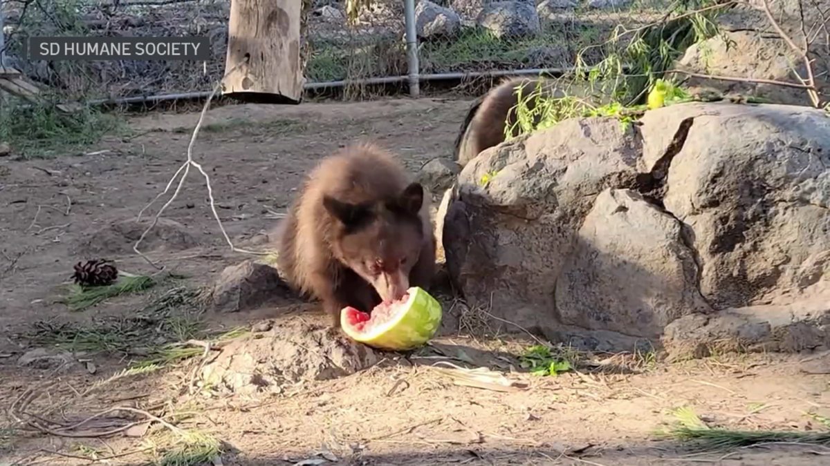 Orphaned Bear Cubs, Including 1 Hurt in Dixie Fire, Making Strides in ...