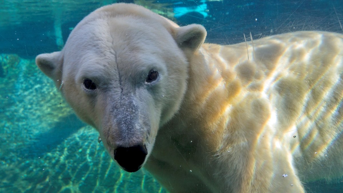 Bear Buffs, This ‘Polar Cam’ Is a Window of Wonder – NBC 7 San Diego