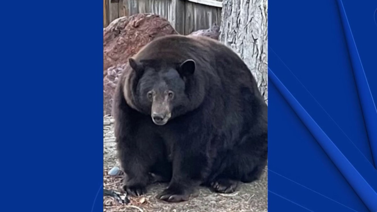 500-Pound Bear Responsible for Over 150 Calls to Tahoe Police – NBC 7 ...