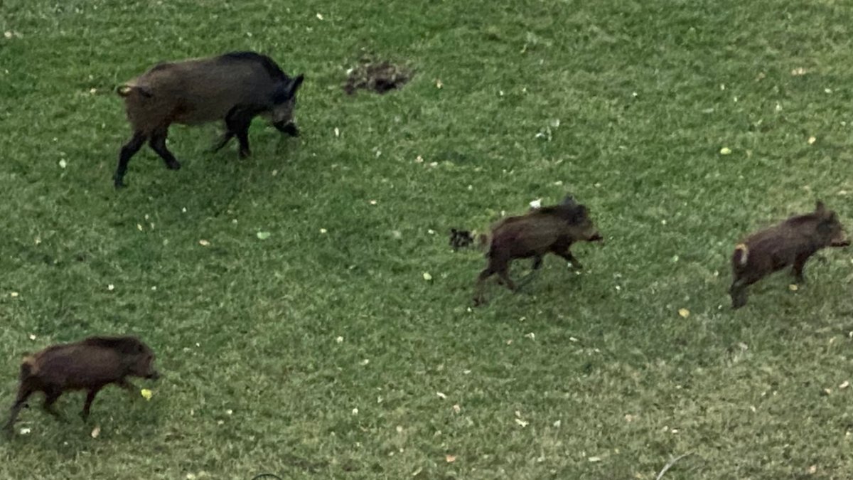Morgan Hill Residents Worried, Frustrated as Wild Pigs Tear Up Yards ...