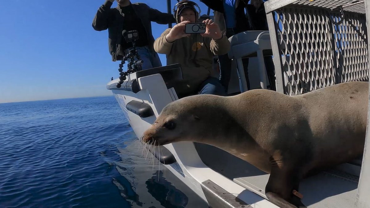 WATCH: Wayward Sea Lion Released Back to Sea – NBC 7 San Diego