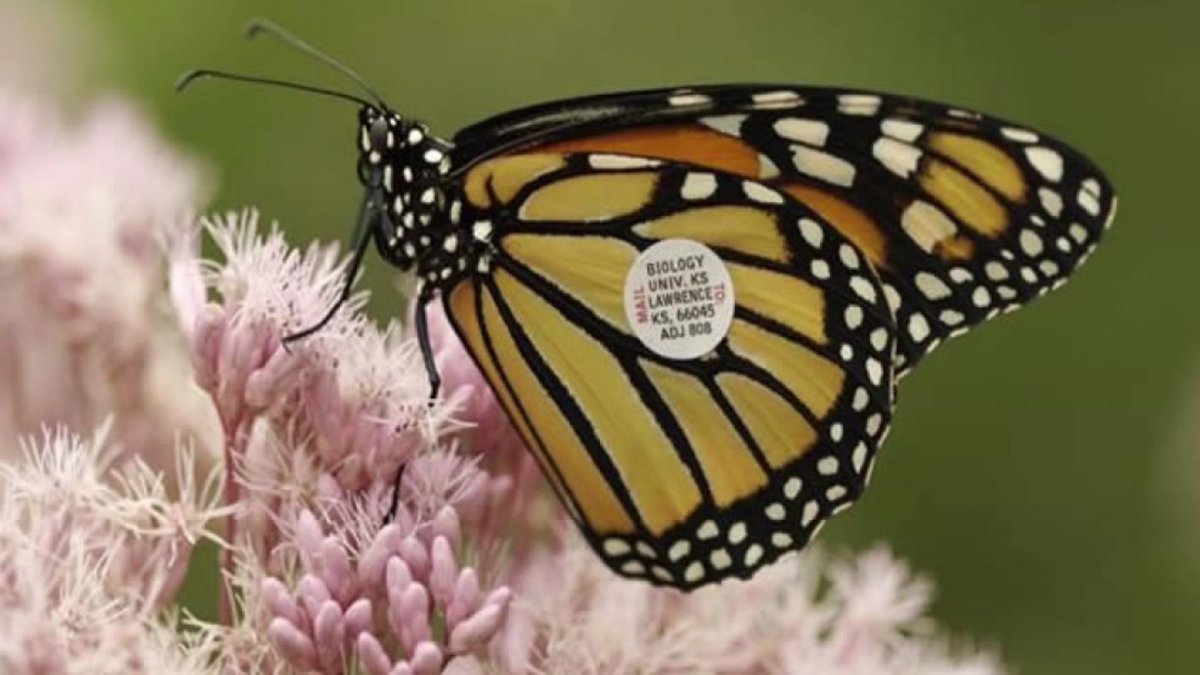 Down to Earth: Scientist Tagging Monarch Butterflies for Research – NBC ...