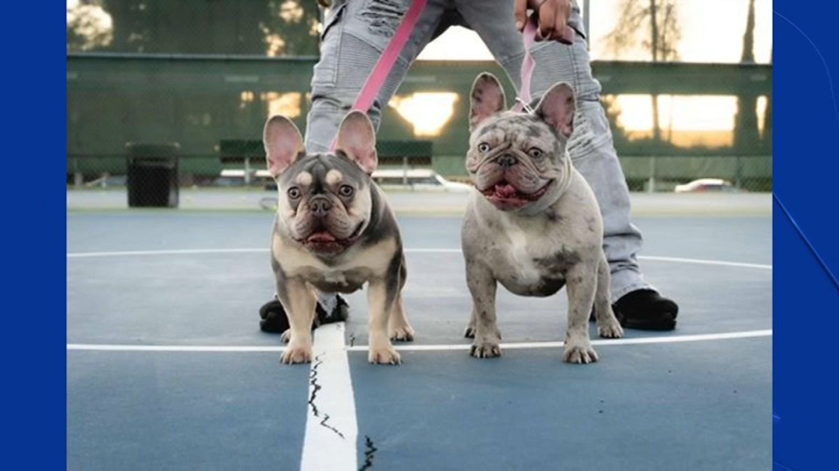 2 French Bulldogs Taken at Brazen Home Invasion in Santa Clara – NBC 7 ...