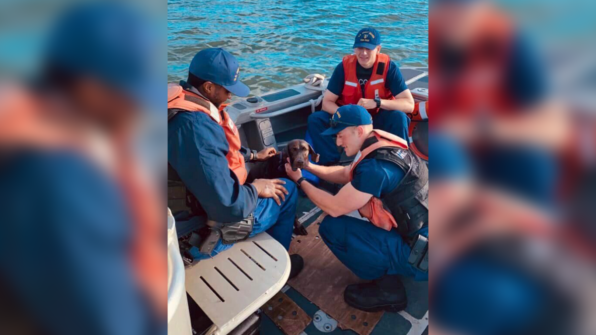 Pup Overboard! Coast Guard Rescues Dog Off North Carolina Coast – NBC 7 ...