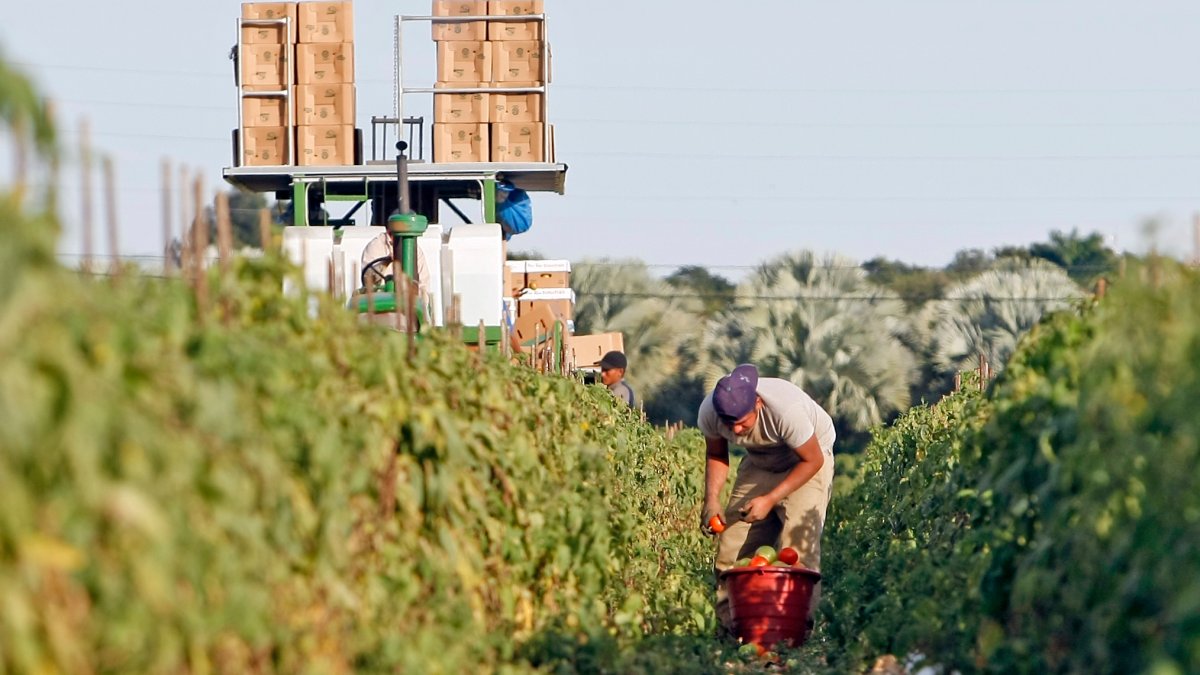 Florida Farmworkers Fight for Protections as Temperatures Rise – NBC 7 ...