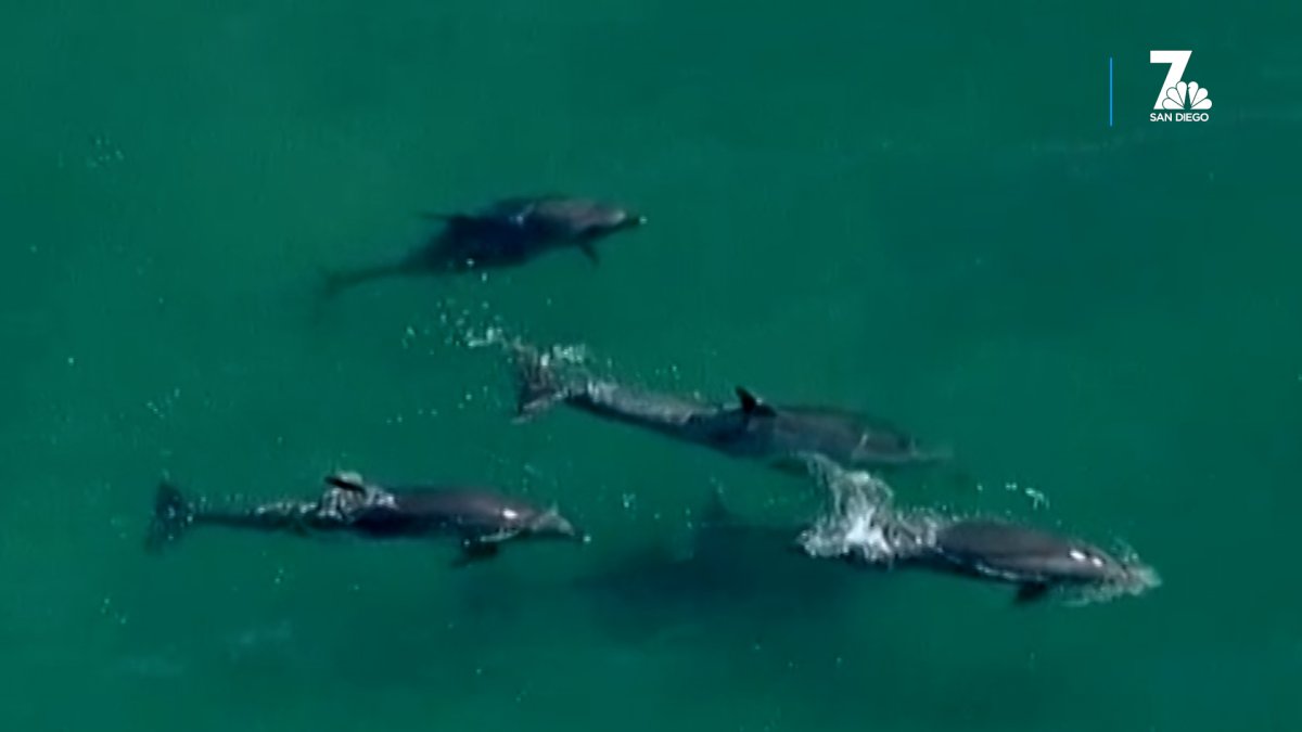 Dolphin Pod, Sharks Spotted Sharing the Coast Off Torrey Pines – NBC 7 ...