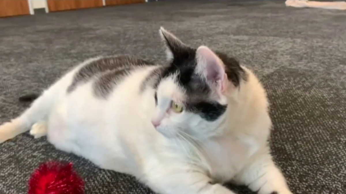 22-Pound Pomona Cat Adopted – NBC 7 San Diego