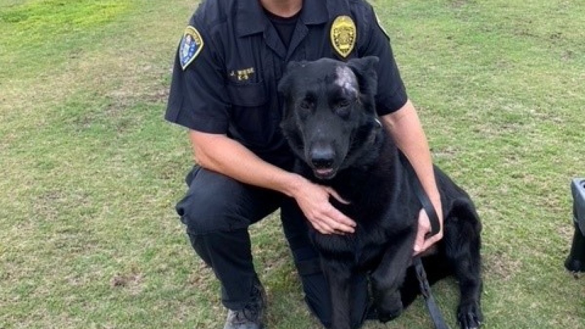 San Diego Police K-9 Recovering After Being Stabbed While in Pursuit of ...