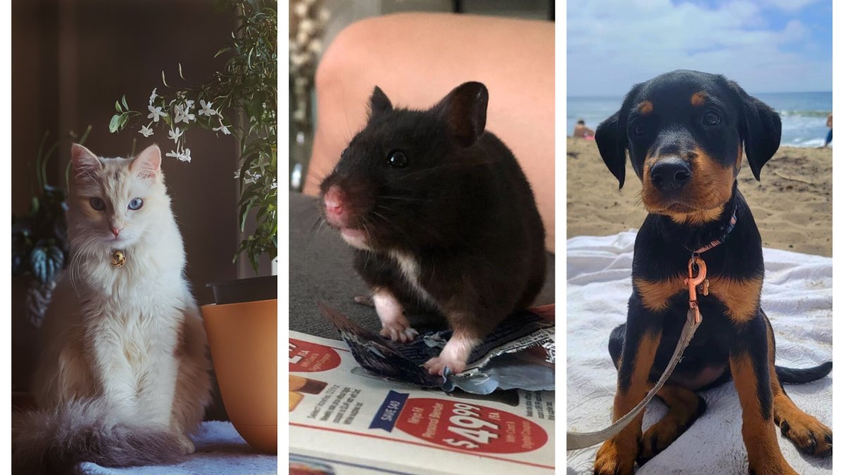 PHOTOS: Meet the Pets of NBC 7, Telemundo 20 – NBC 7 San Diego