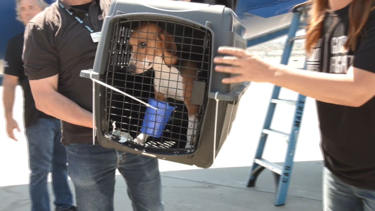 Over 100 Beagles Rescued From Virginia Breeding Center Arrive in San ...