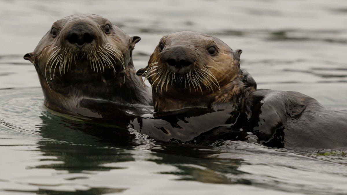 Sea Otter Awareness Week Returns to Tug Our Heartstrings – NBC 7 San Diego