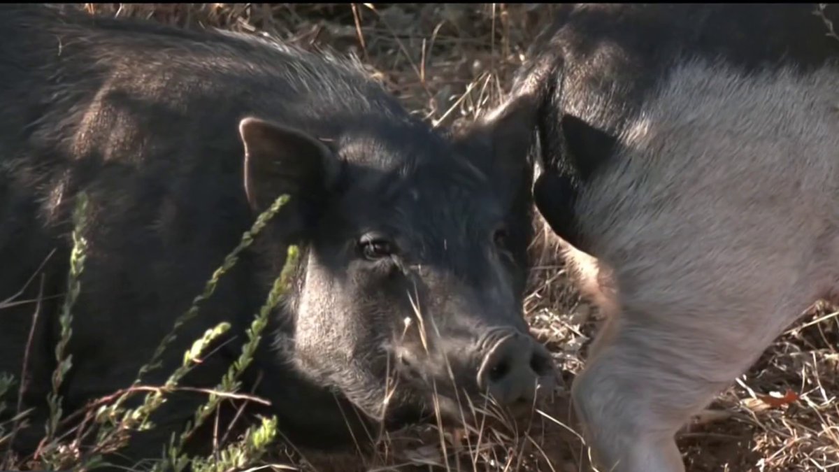 100+ Pigs Abandoned on Roadside in East San Diego County – NBC 7 San Diego