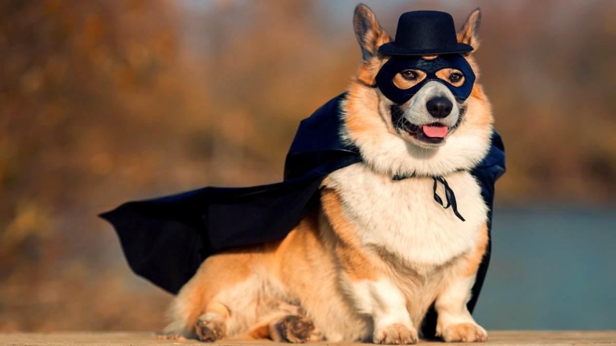 Over 1,000 Corgis Expected to Caper at Huntington Dog Beach – NBC 7 San ...