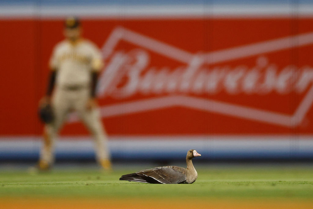 Photos: The San Diego Rally Goose is Here For the Padres – NBC 7 San Diego