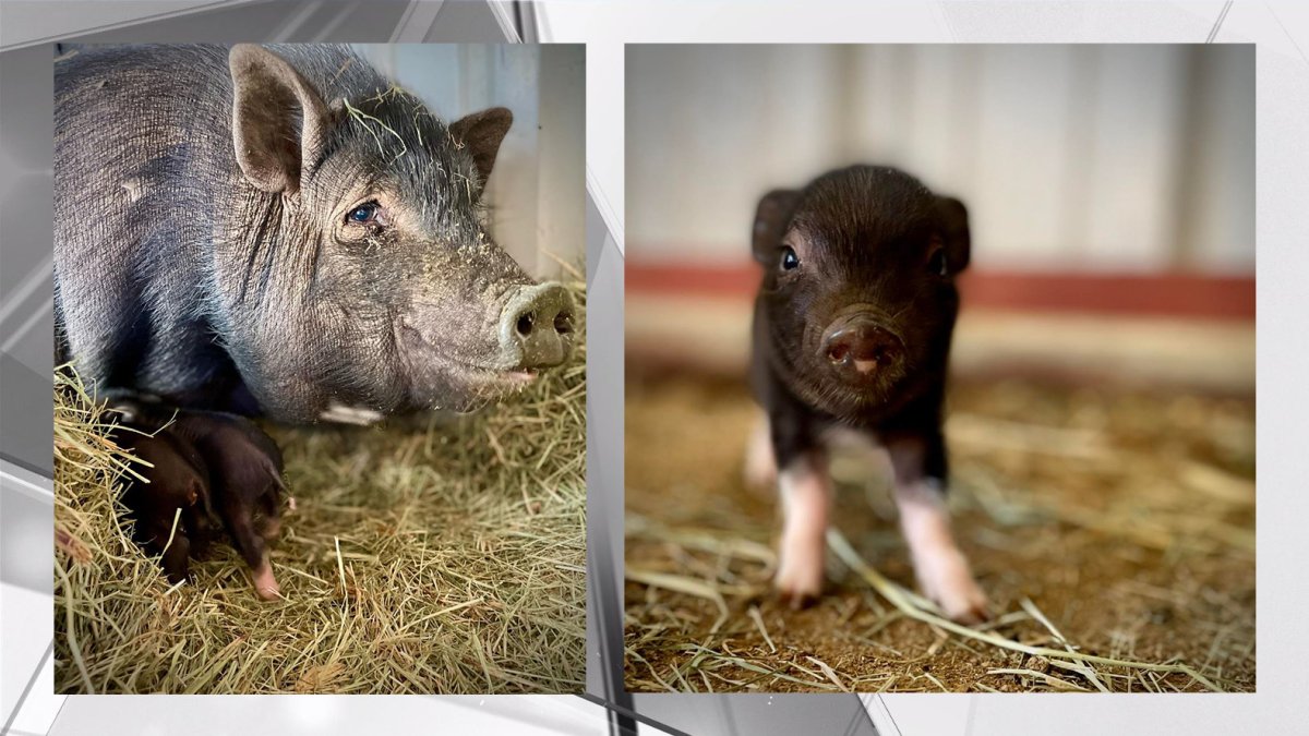 100+ Pigs Abandoned on Roadside in East San Diego County – NBC 7 San Diego