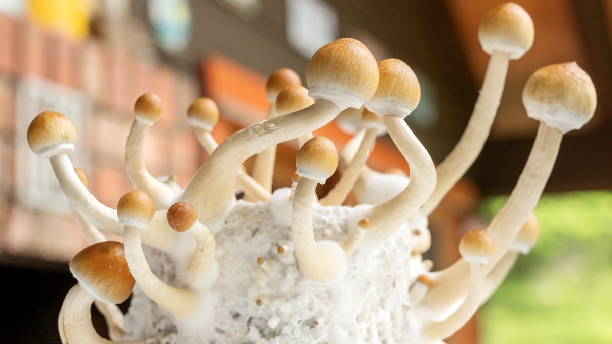 UCSD Researchers Caution Against Unregulated ‘Magic Mushrooms’ – NBC 7 ... UCSD Researchers Caution Against Unregulated ‘Magic Mushrooms’ – NBC 7 ...