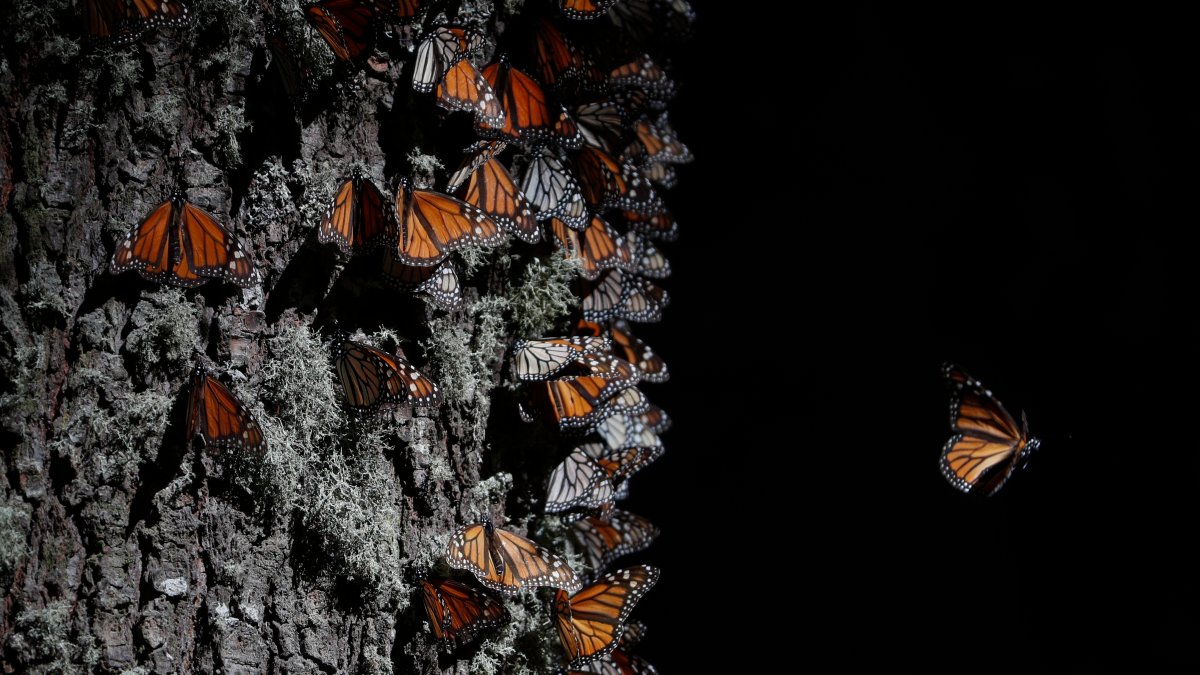 Monarch Butterflies Fly Through San Diego on Annual Migration to Mexico ...
