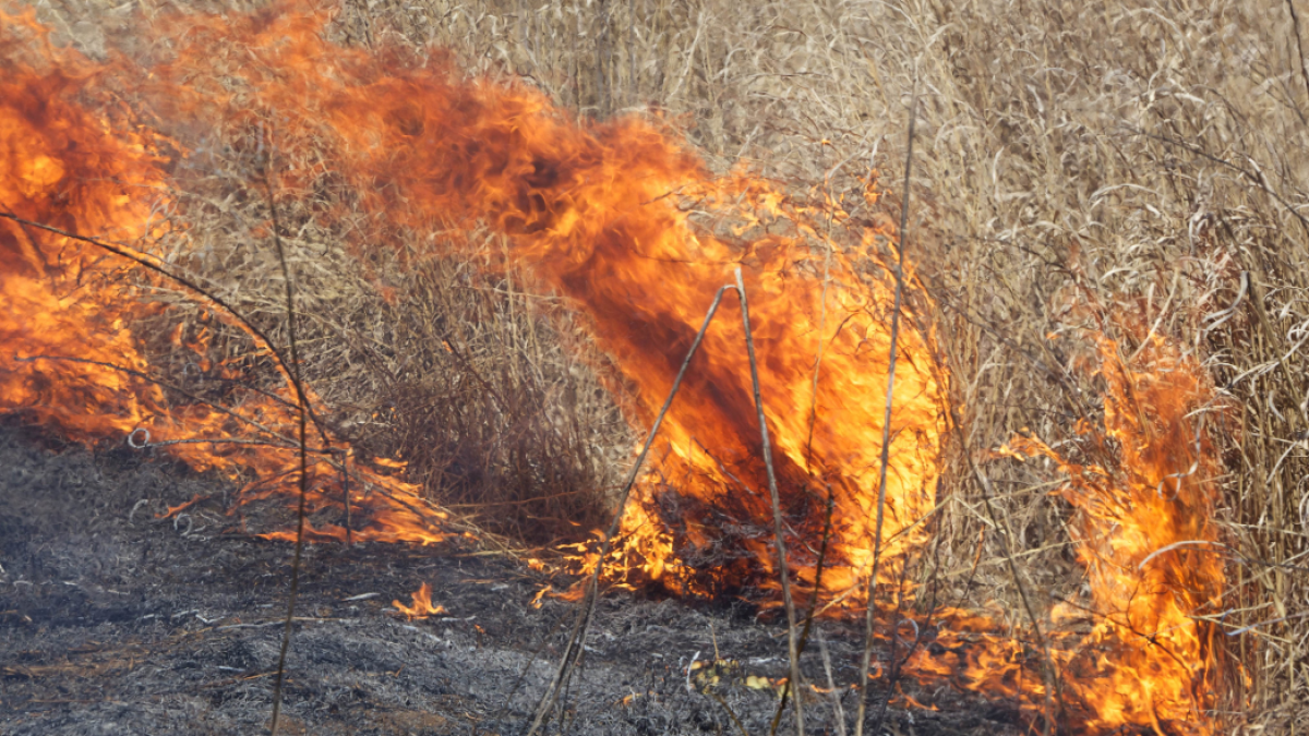Seeing Smoke in Oceanside? Fire Department Prescribes Burns to Reduce ...