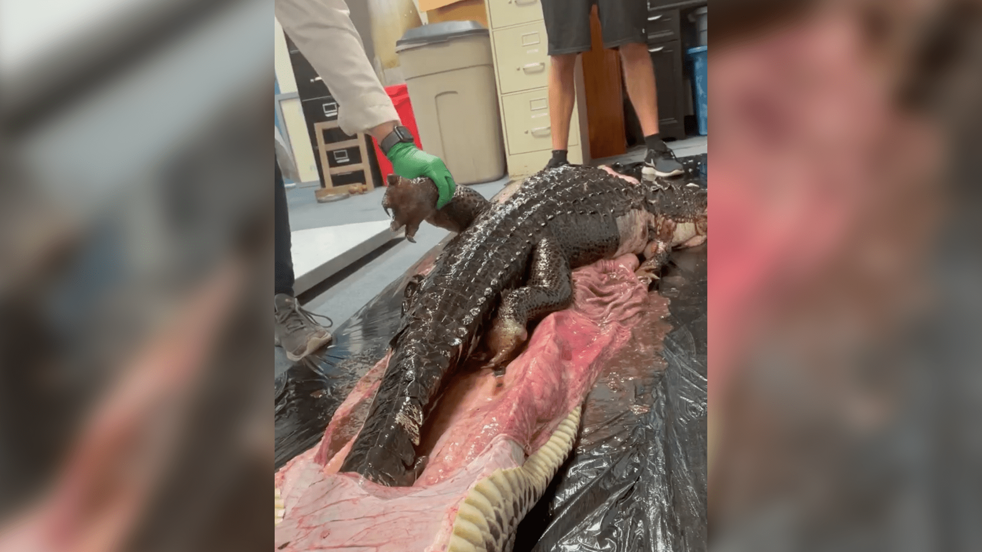 Video of Alligator Swallowed Whole by Python in Florida Everglades ...