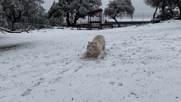 Flying Tigers and Snow, Oh My! – NBC 7 San Diego