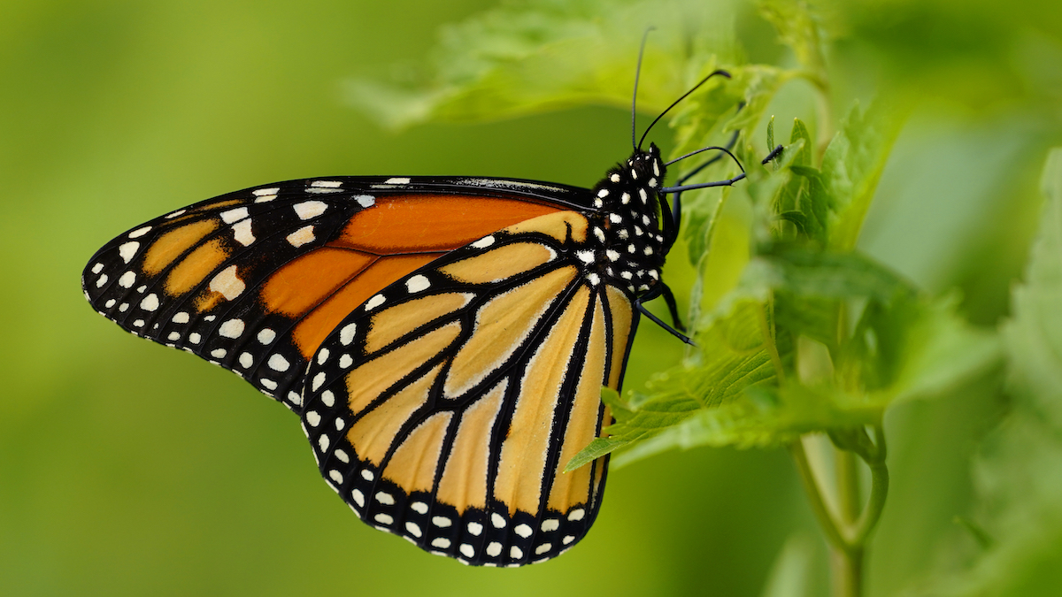 Dugong, Monarch Butterfly Among 700 New Species Facing Extinction – NBC ...
