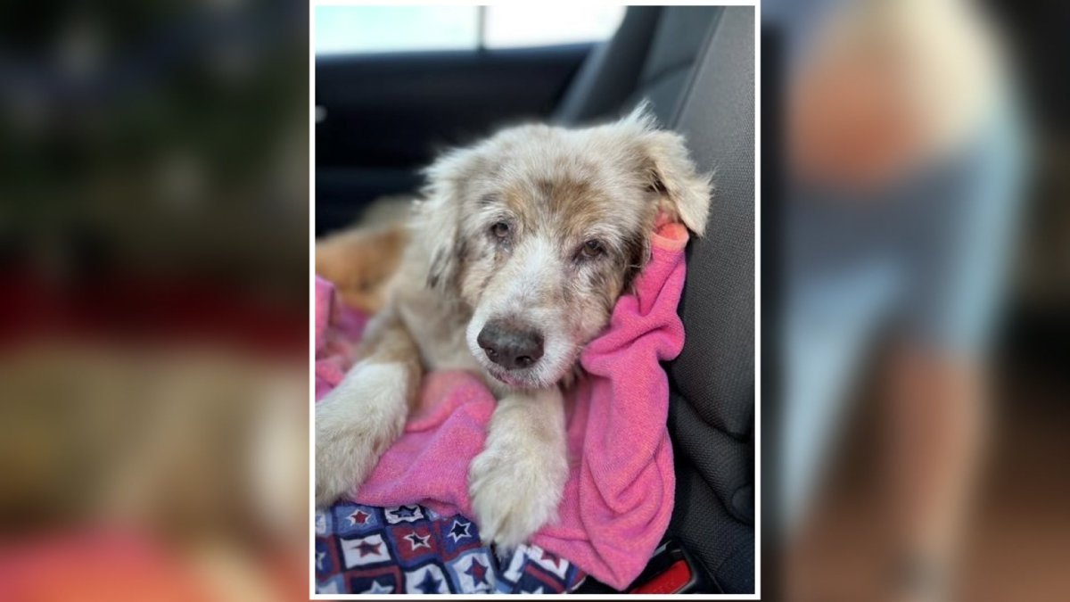 NBC Dallas Photographer Reunites With Runaway Dog – NBC 7 San Diego