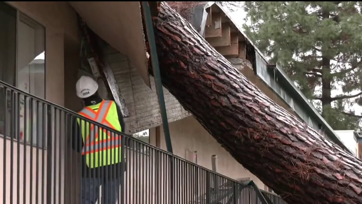 Massive Trees Collapse in Pacific Beach During Overnight Storm – NBC 7 ...